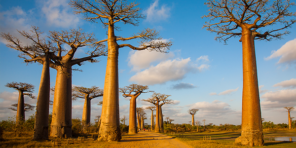 Carrière - BAOBAB RDC